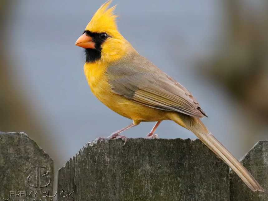 ‘One-in-a-million’ yellow cardinal spotted in woman’s backyard, has ...