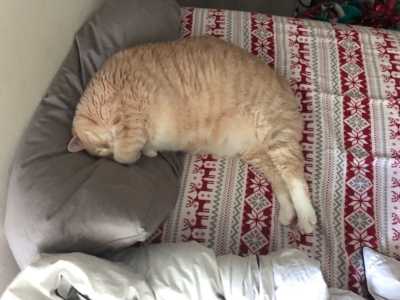 ‘We Fell In Love With This 33-Pound Cat, So We Decided To Adopt Him And ...